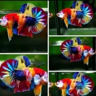 Jual top grade A plakat nemo male | Shopee Indonesia