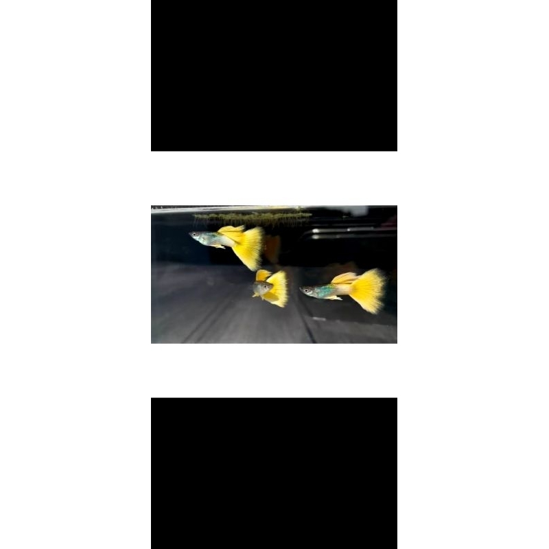 Jual TK gambar Guppy yellow pingu (JAN TAN) | Shopee Indonesia
