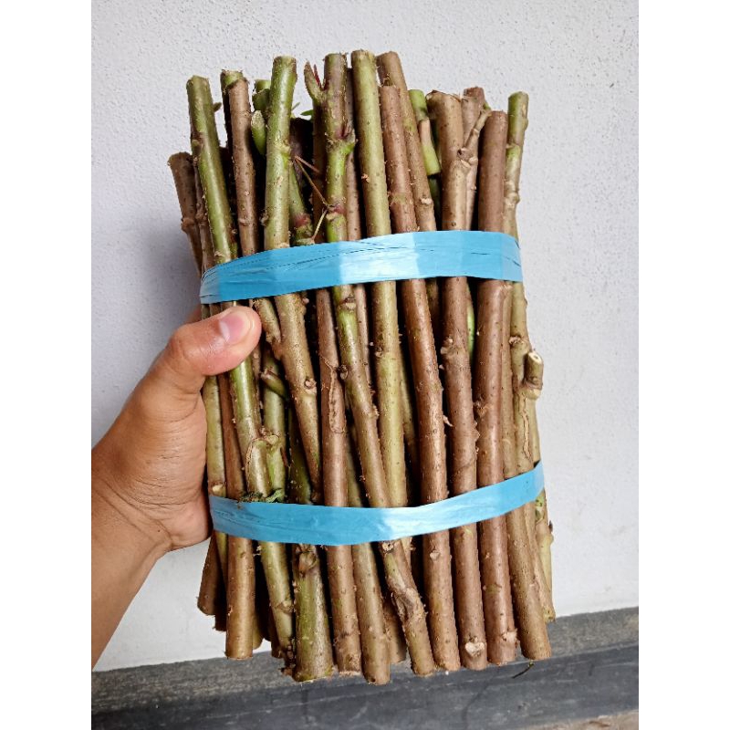 Jual bibit ketela Papua/telo Papua/singkong Papua/pohong Papua/daun ...
