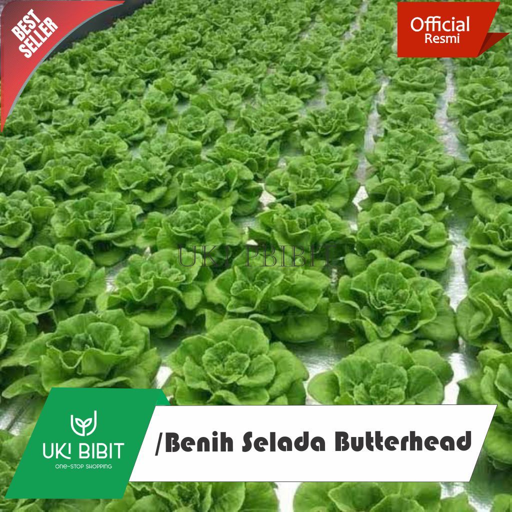 Jual ( 10 Gram ) Benih Biji Selada Butterhead | Lettuce | Shopee Indonesia