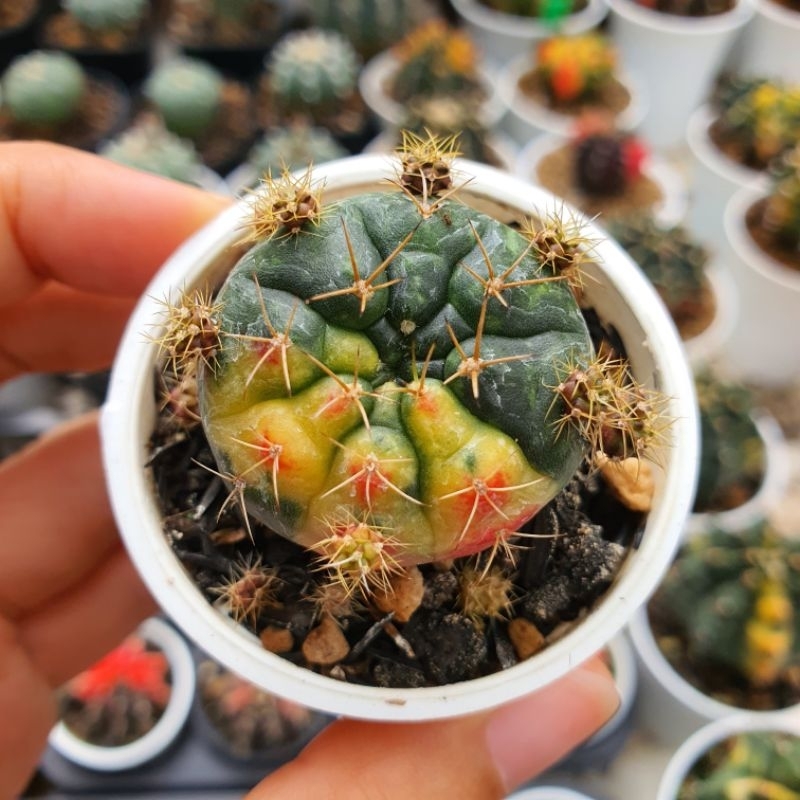 Jual Kaktus Gymnocalycium Damsii Purple Variegata Gymno Damsi Var ...