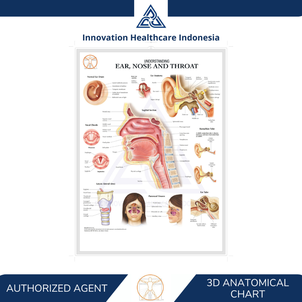 Jual 3D Anatomical Chart Ear, Nose and Throat - Poster Edukasi Anatomi Telinga, Hidung dan ...