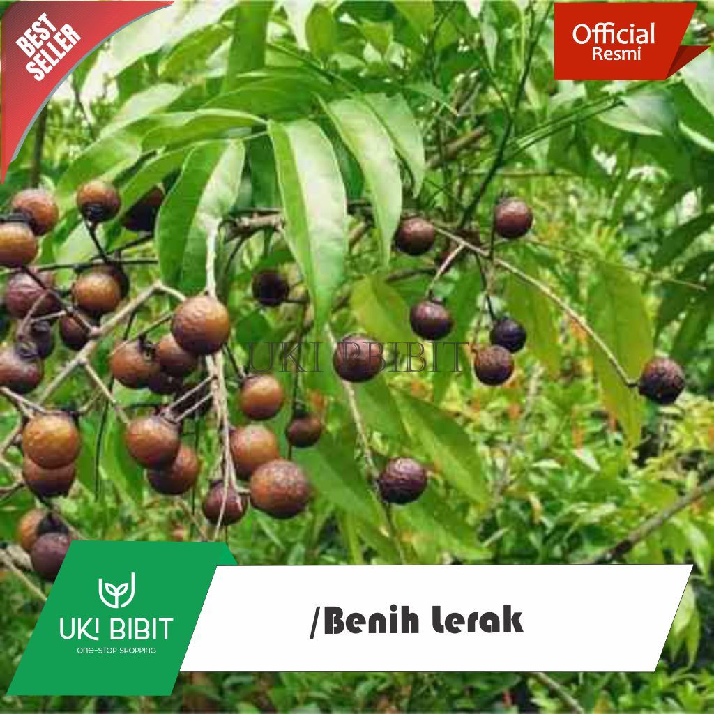 Jual ( 1 Butir ) Benih Lerak | Rerek | Lamuran | Shopee Indonesia