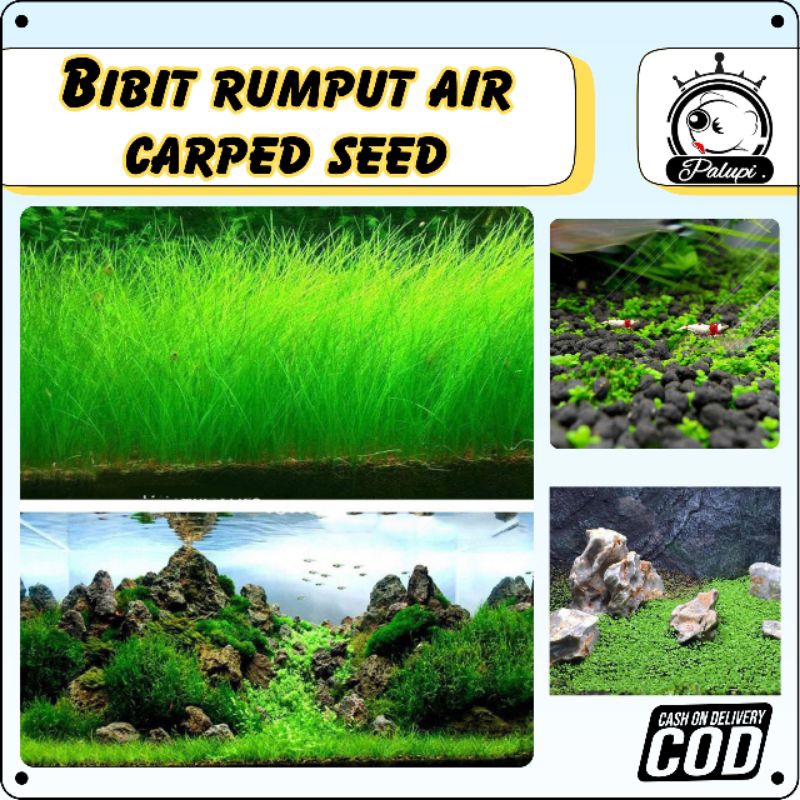 Jual BIBIT RUMPUT AIR AQUASCAPE || CARPED SEED AQUASCAPE || BENIH ...