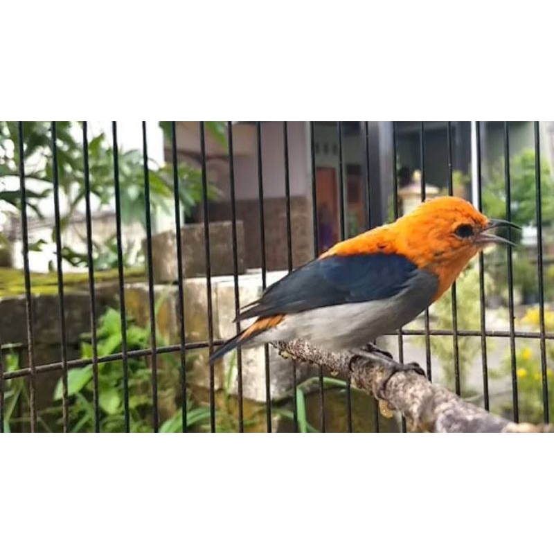 Jual KEMADE MERAH JANTAN RAWATAN ( SUDAH BUNYI ) | Shopee Indonesia