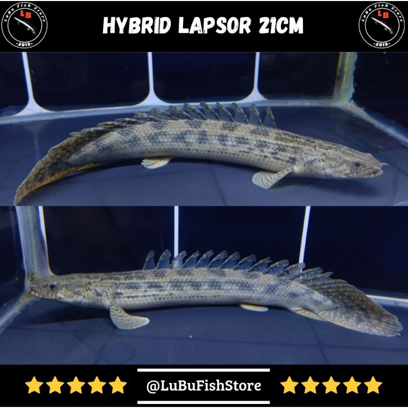 Jual Aksesoris Aquarium Palmas Hybrid Ansorgi x Lapsor | Shopee Indonesia