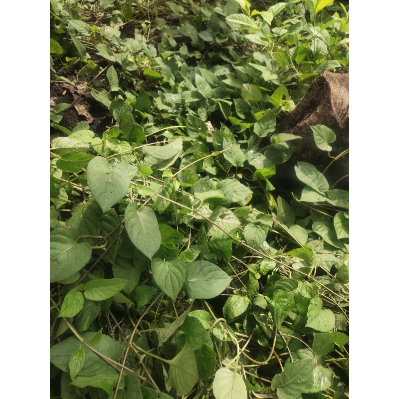 Jual MAKRIFATBUSINESS Paket 1 Pcs 20 cm STEAK Batang SIMBUKAN SIMBUAN ...