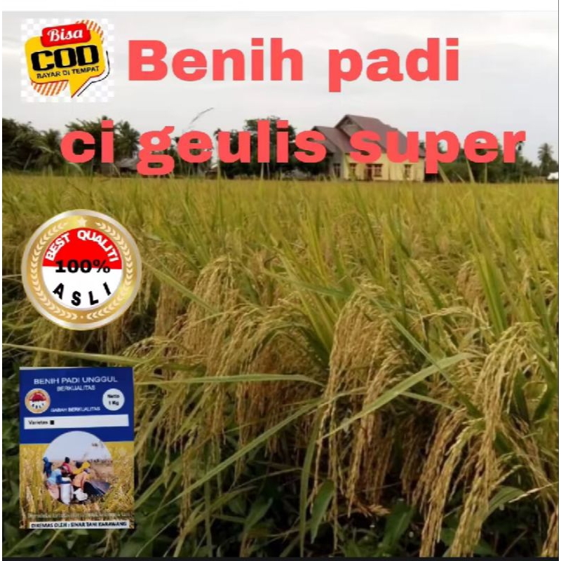 Jual BENIH PADI CI GEULIS SUPER ANAKAN JUMBO UNGGUL BERKUALITAS PER 1KG ...