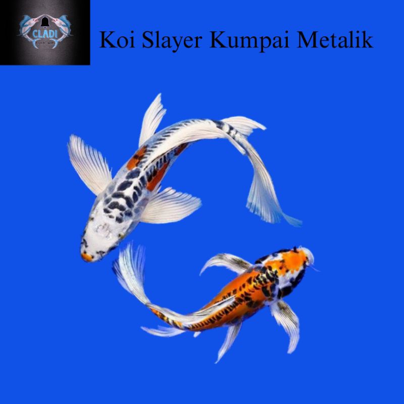Jual Koi Slayer Kumpai Metalik | Shopee Indonesia
