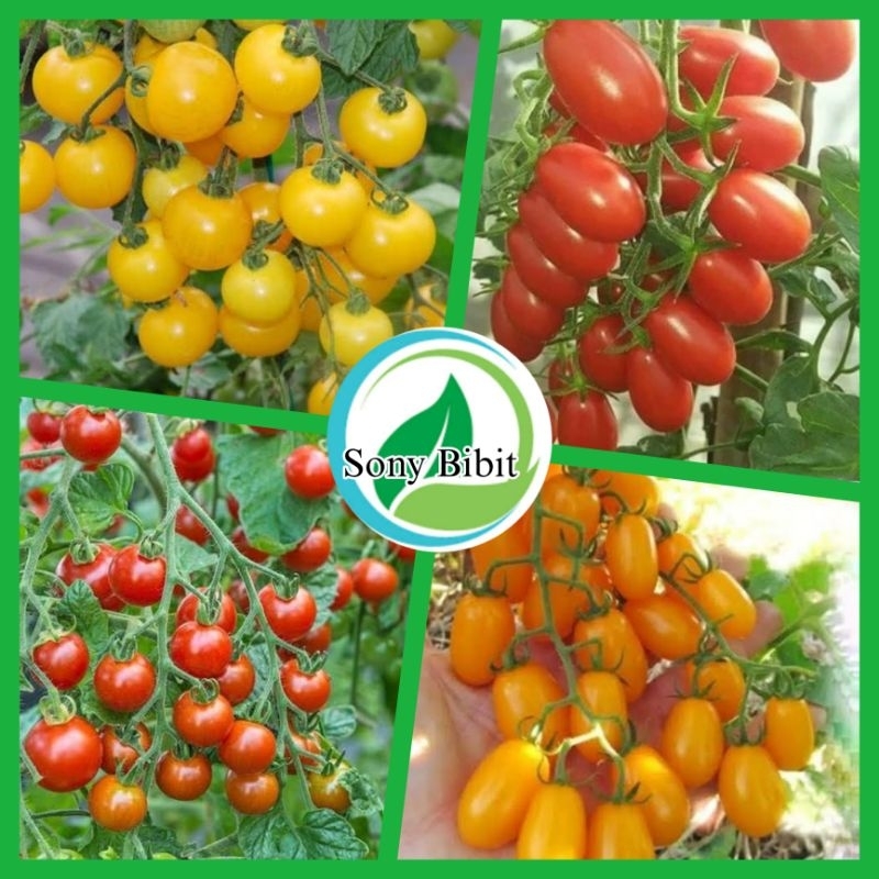 Jual Paket 4 Jenis Benih Tomat Chery Tomat Mini Kemasan Ekonomis ...