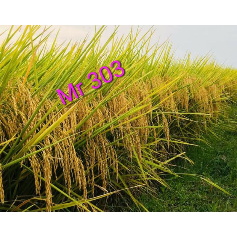 Jual BENIH PADI MR 303 SUPER 1KG | Shopee Indonesia