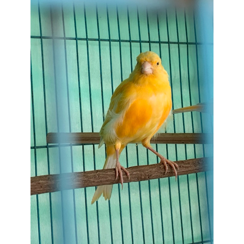 Jual Kenari Paud AF Rasmi Jantan.. Usia 3 bulan | Shopee Indonesia