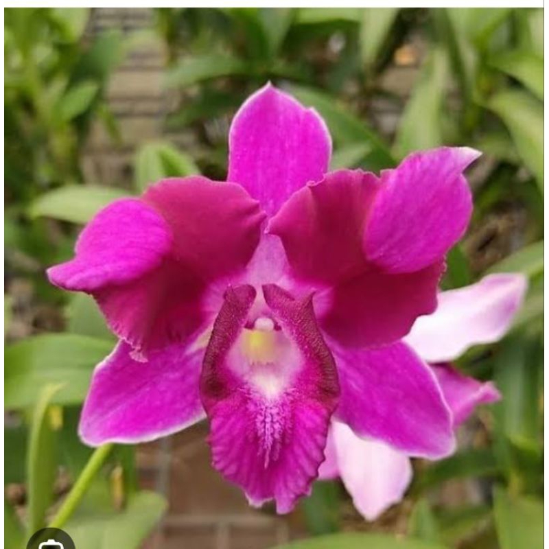 Jual Dendrobium bunga besar(live/PO) | Shopee Indonesia