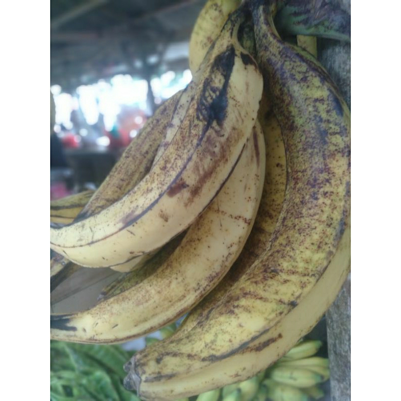 Jual PISANG TANDUK MADU SUPER 1 TANDAN ISI 15 BUAH PICS | Shopee Indonesia