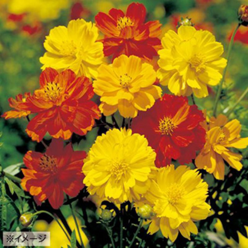 Jual Cosmos Sunny Mix F1 | Shopee Indonesia