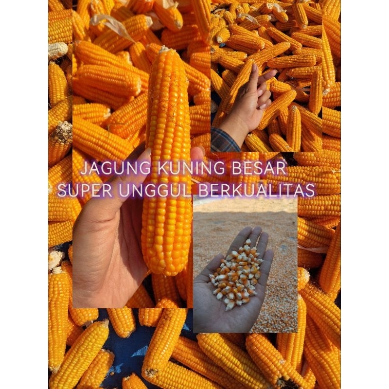 Jual benih Jagung Kuning Besar Super Unggul Berkualitas 1 kg | Shopee ...