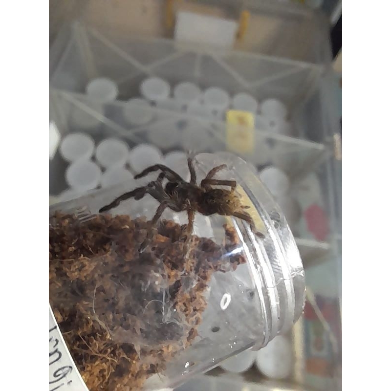 Jual display tarantula ceratogyrus darlingi bisa berjalan | Shopee ...