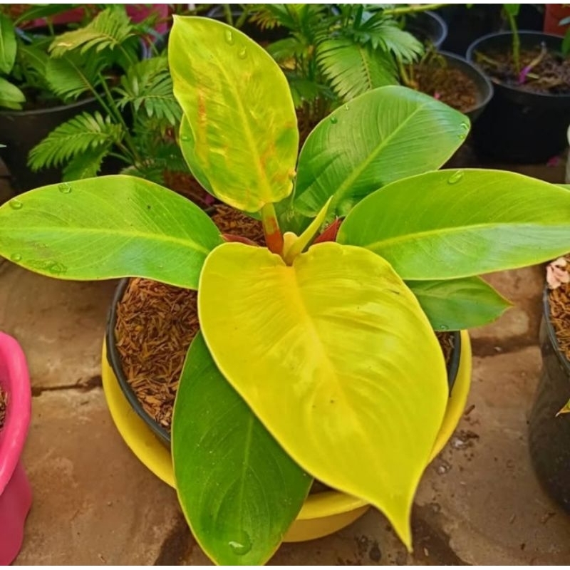 Jual Philo Moonlight kuning merambat | Shopee Indonesia