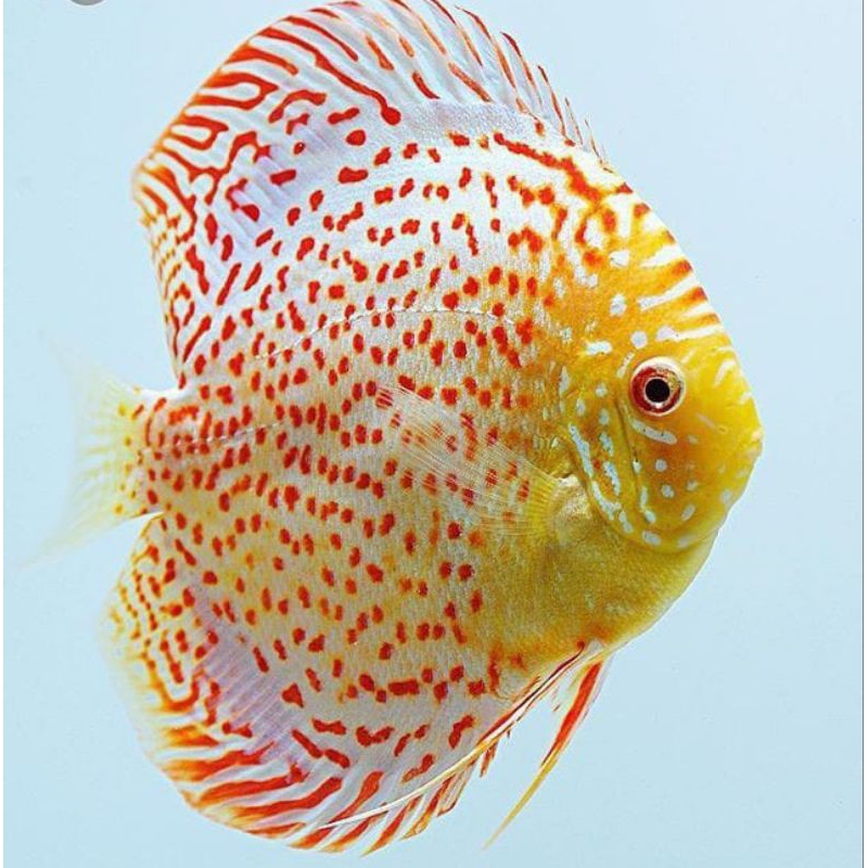 Jual Discus Lss/Leopard Snack Skin //Ikan hias aquarium | Shopee Indonesia