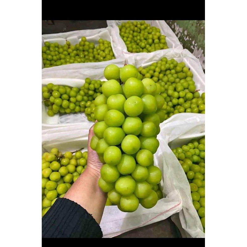 Jual Anggur shine muscat pack dan curah | Shopee Indonesia