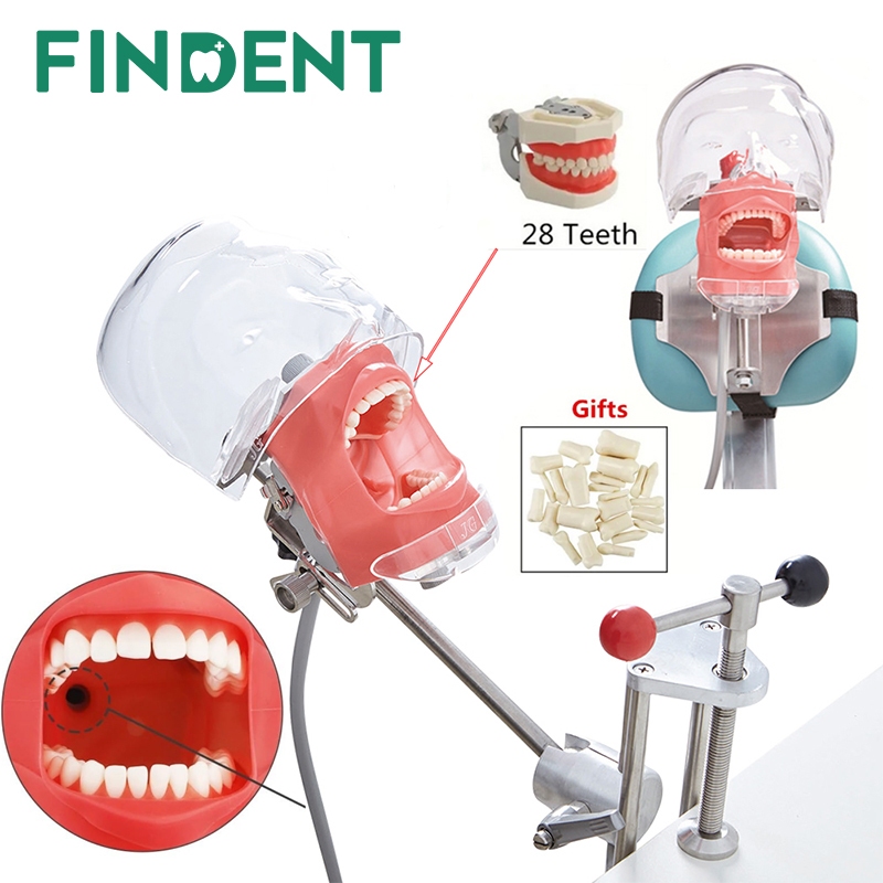Jual 1 Set Typodont Dental Simulator Simple Head Model Dental Phantom ...