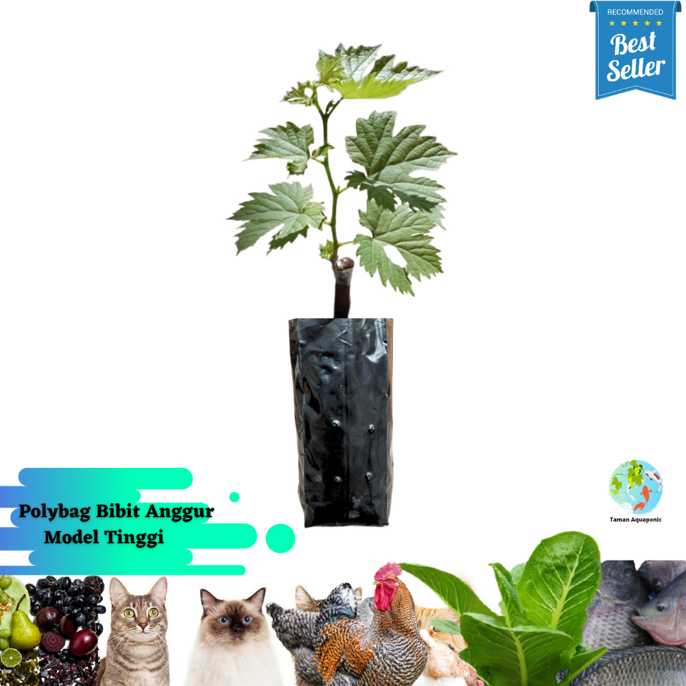 Jual Polybag Bibit Anggur Model Tinggi 500 gram | Shopee Indonesia