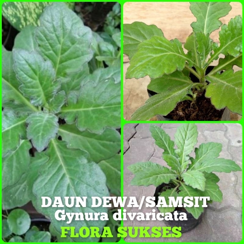 Jual Tanaman Herbal Samsit Daun Dewa Gynura Divaricata Bibit Tanaman ...