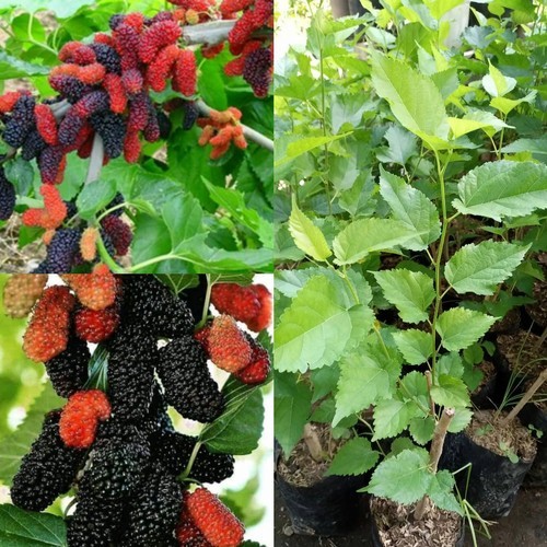 Jual Bibit Tanaman Buah Murbei / Mulberry Jumbo Super Unggul | Shopee ...