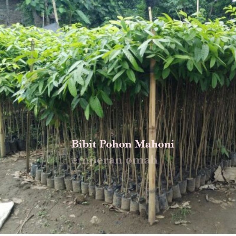 Jual Bibit Tanaman Pohon Mahoni Satu Meteran Emperan Omah | Shopee ...