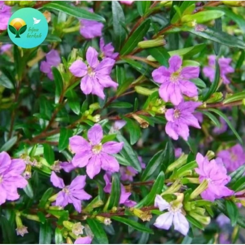 Jual Tanaman hias taiwan beauty bunga ungu tanaman vegetasi lebah madu ...