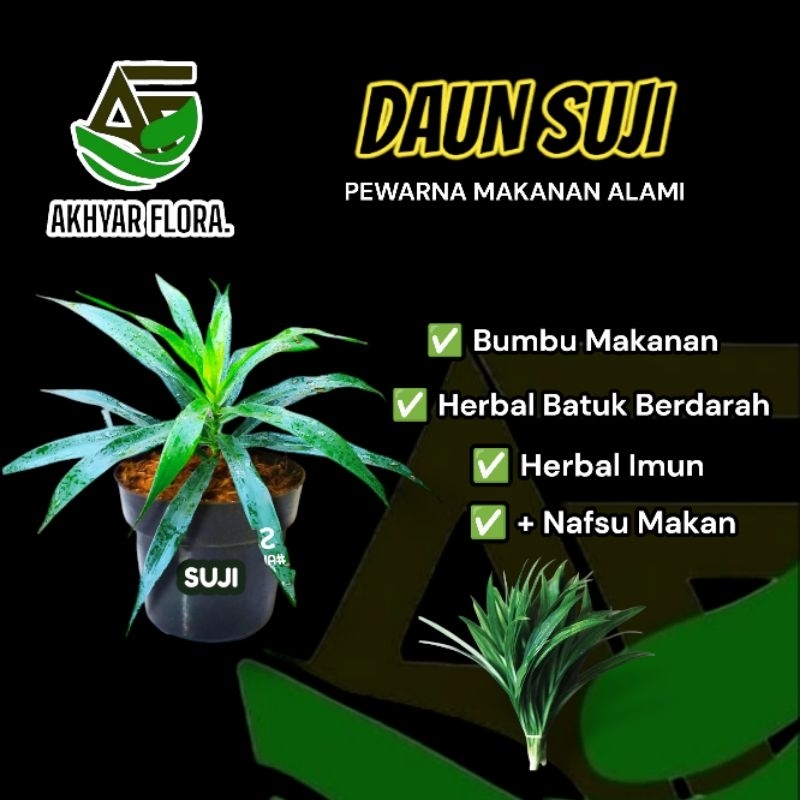 Jual Bibit Daun Suji Tanaman Daun Suji (Pewarna Makanan Alami) Tanaman ...