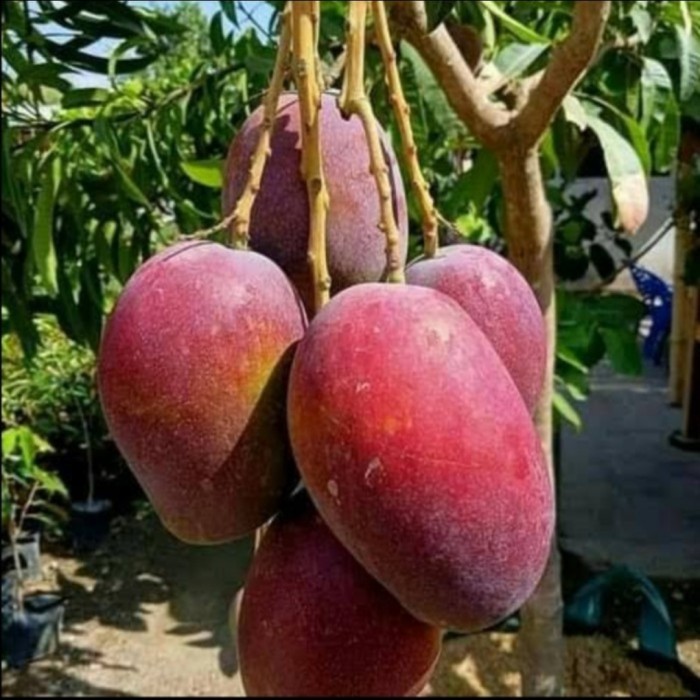 Jual Tanaman Mangga Yuwen 6 Batang Besar | Shopee Indonesia