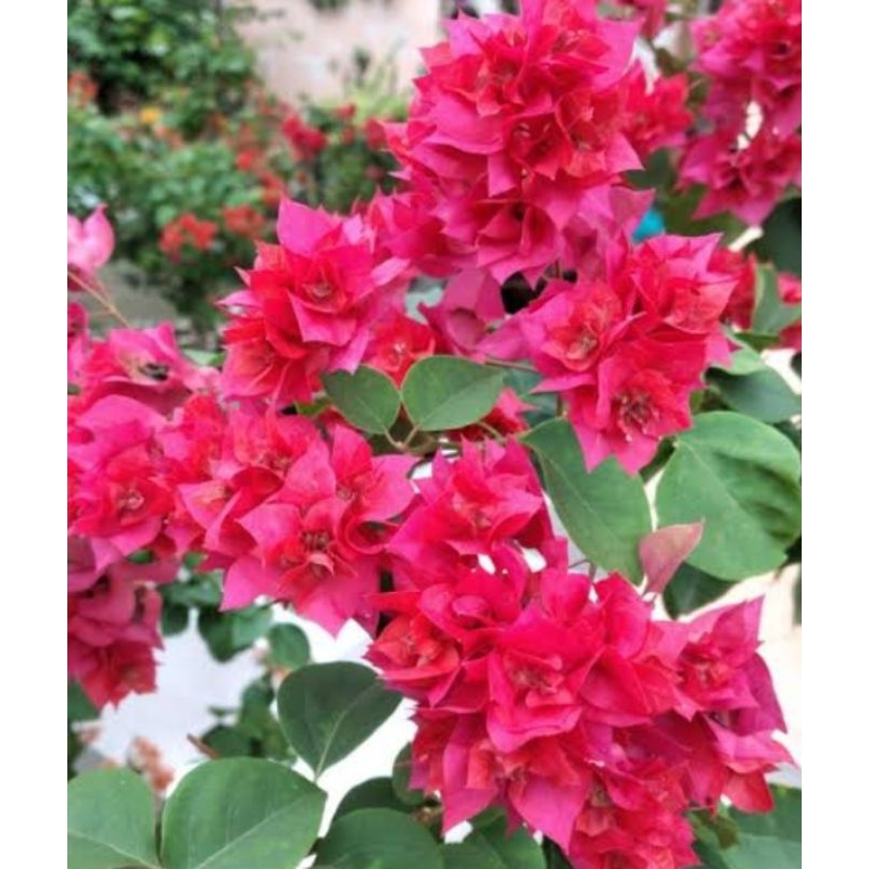 Jual Bunga Bougenville Hawai Merah Fanta Ori Bibit Bougenville Hawai