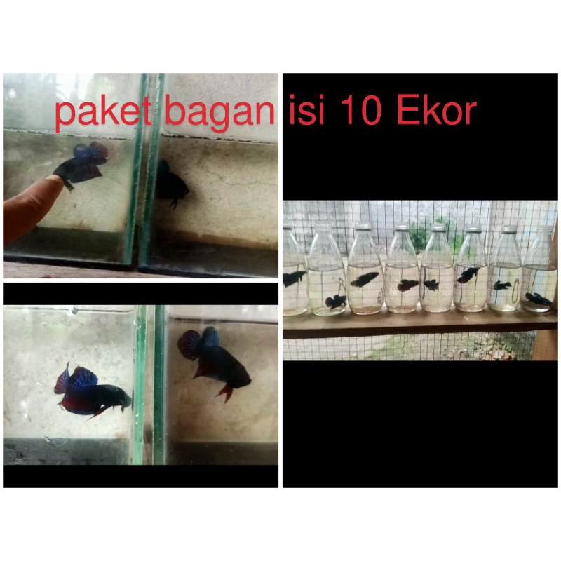 Jual cupang bagan / serit isi 10 | Shopee Indonesia