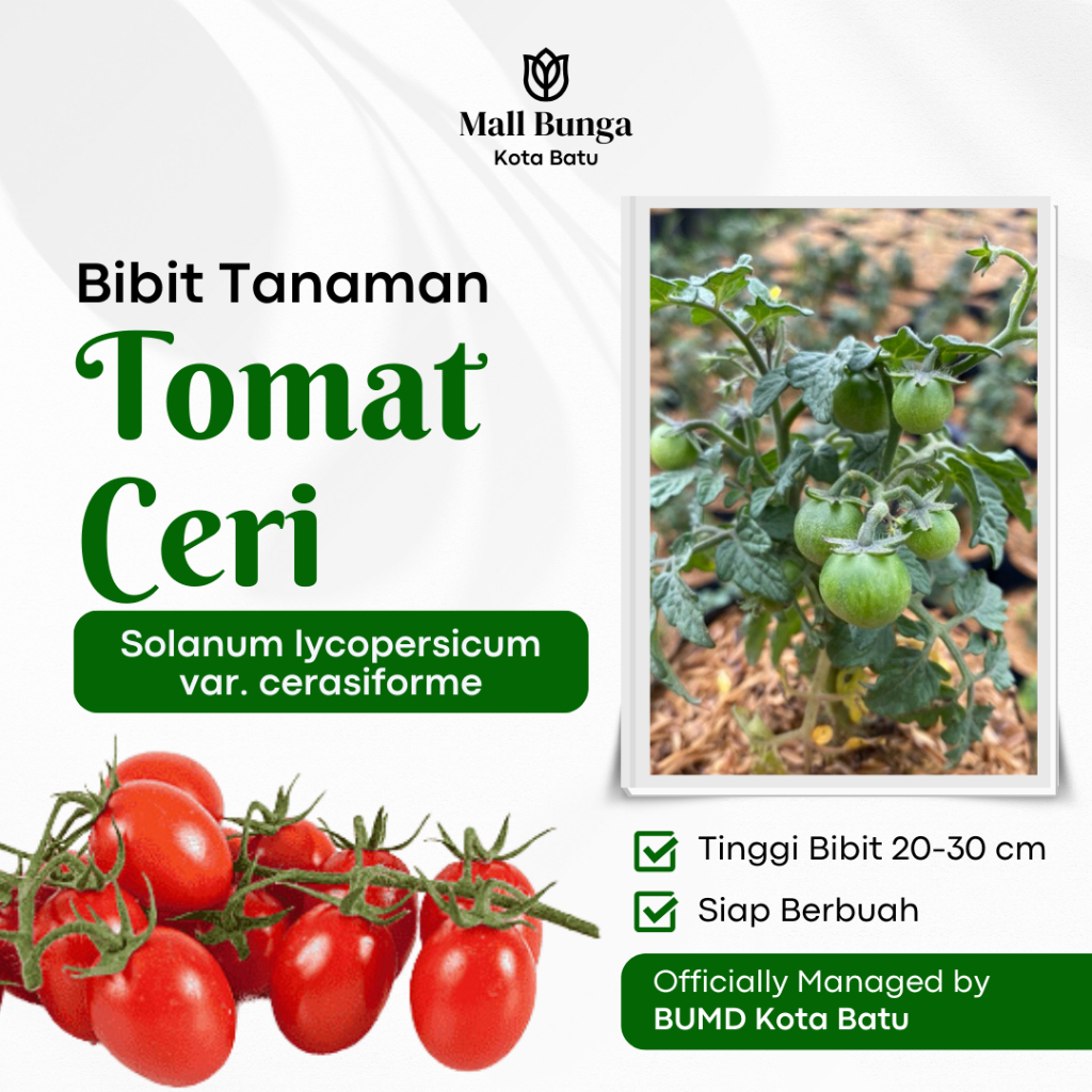 Jual Bibit Tomat Ceri - Tanaman Tomat Cherry Buah Sayur Siap Berbuah ...