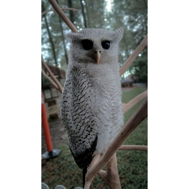 Jual Burung hantu Bubo Sumatranus | Shopee Indonesia