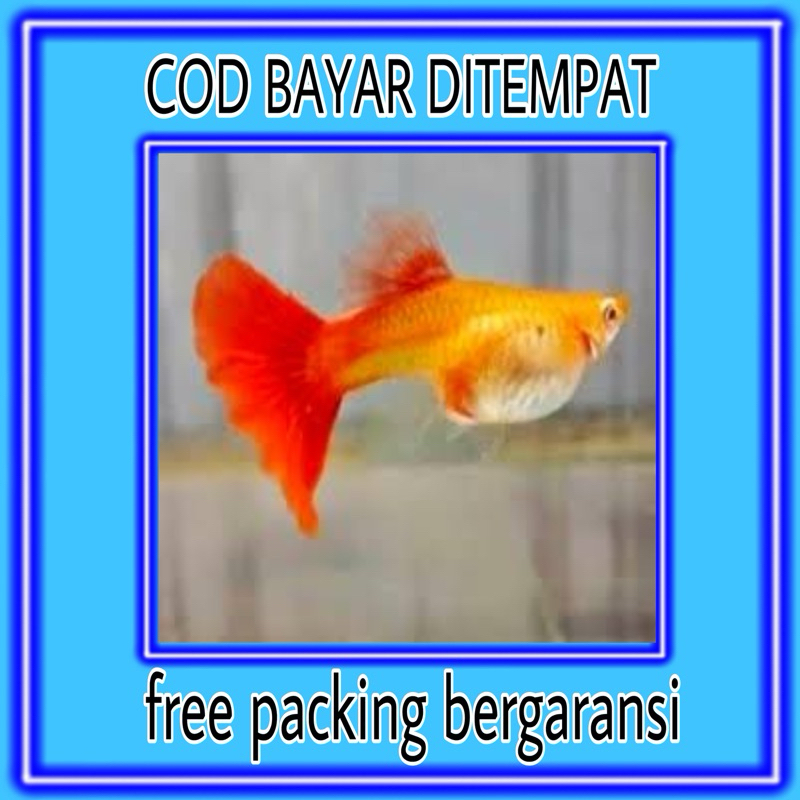 Jual betina guppy afr albino full red gendong telur | Shopee Indonesia