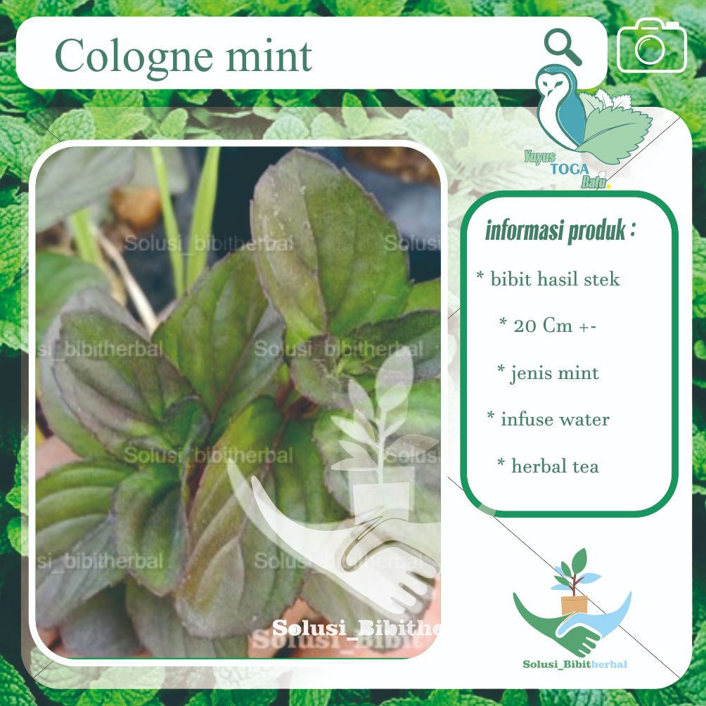 Jual Cologne Mint Toga – Tanaman Herbal Menyegarkan dengan Aroma Khas ...