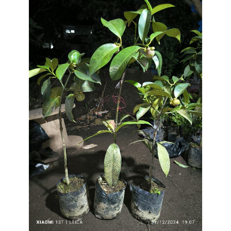 Jual bibit manggis berbuah (packing kayu) | Shopee Indonesia