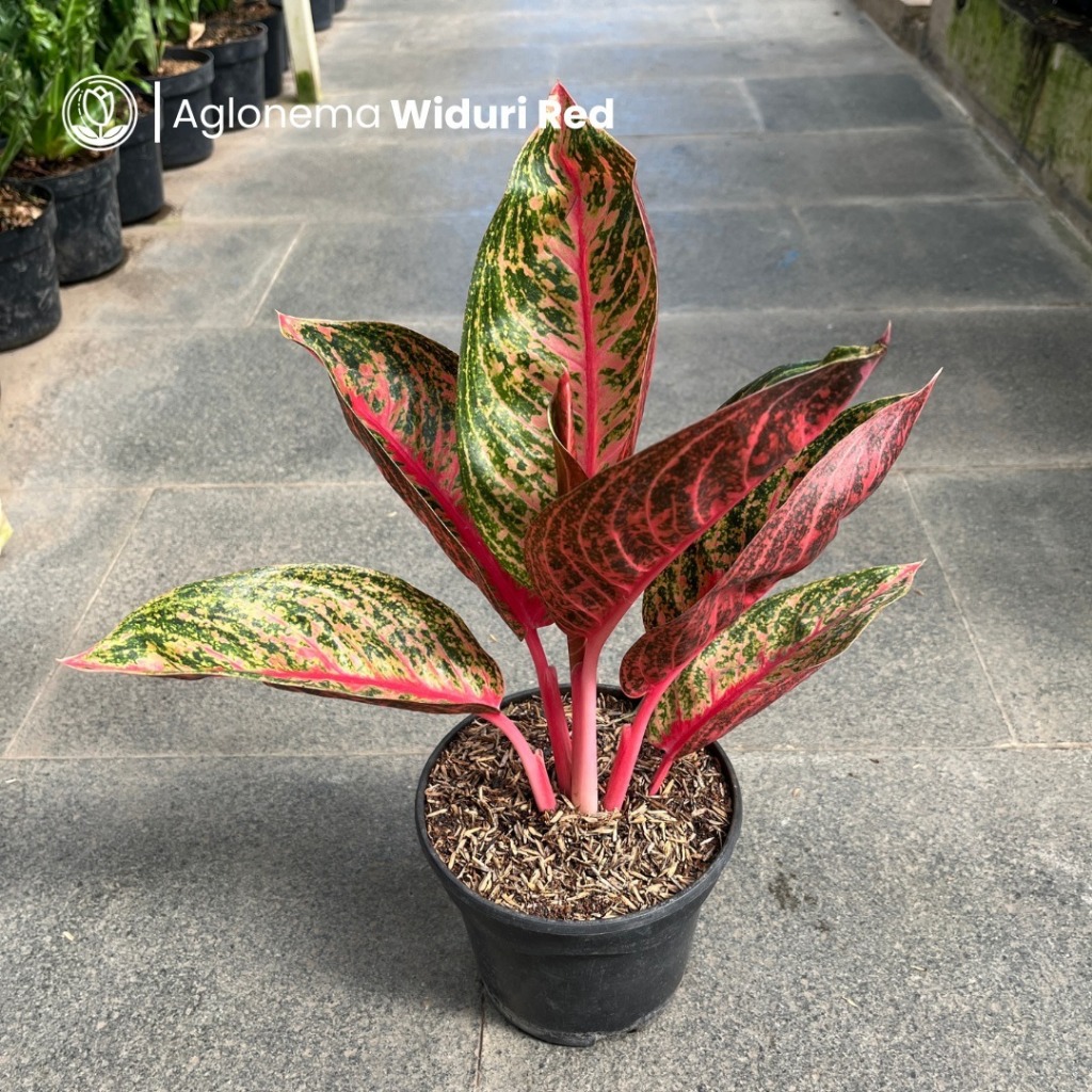 Jual Aglonema Widuri Red Tanaman Hias | Shopee Indonesia