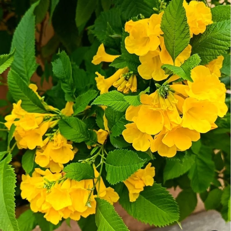 Jual tanaman tecomaria tinggi 50-80cm bunga kuning pohon tecoma stans ...