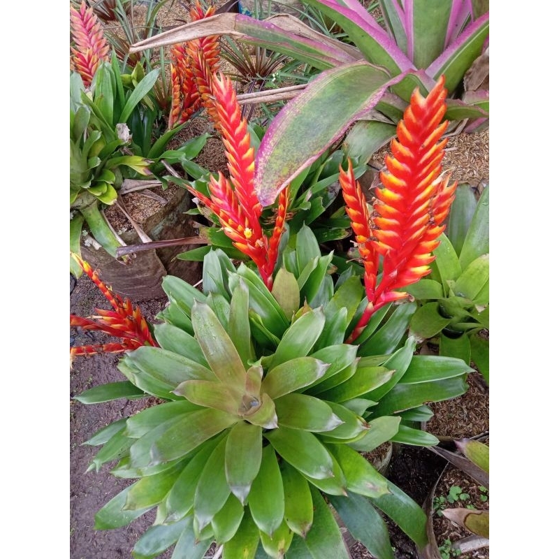 Jual bromelia guzmania merak bunga 2 warnaa kuning merah size jumbo ...