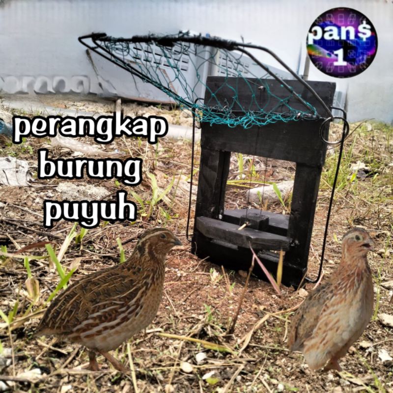 Jual sangkar perangkap burung puyuh | Shopee Indonesia