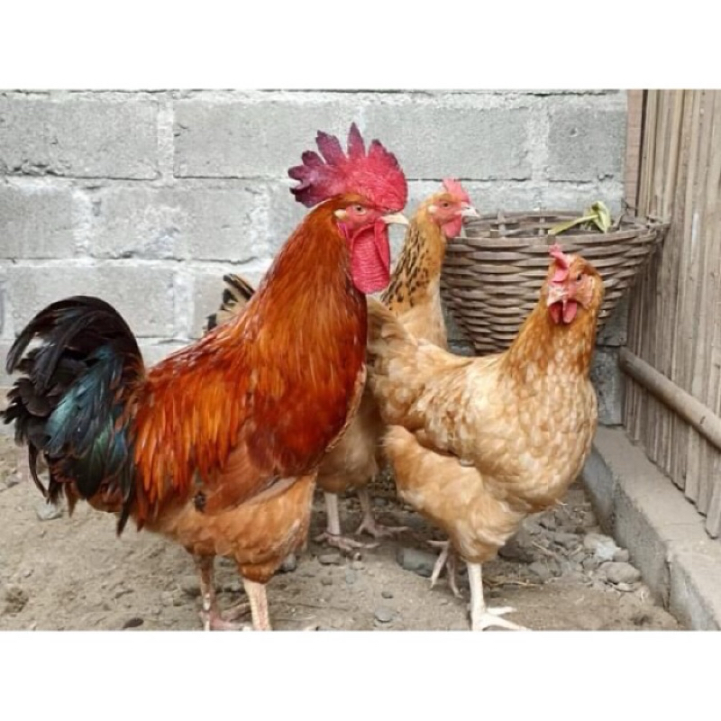 Jual TELUR FERTIL AYAM MERAWANG MULTIGUNA UNTUK DI TETASKAN | Shopee ...
