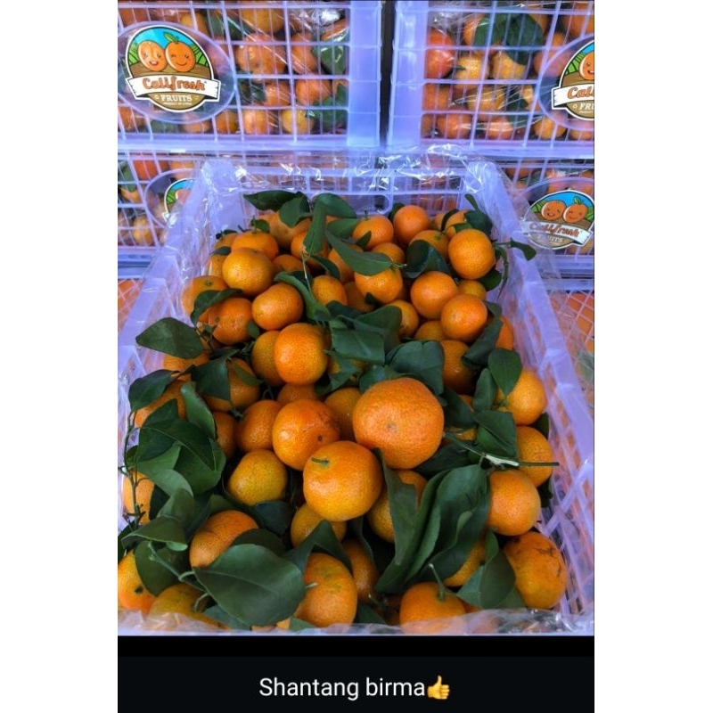 Jual Buah jeruk Santang Birma Mandarin 1keranjang 6kg buah jeruk ...