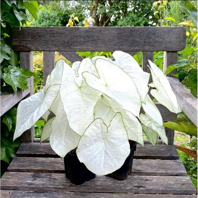 Jual Caladium Florida Moonlight - tanaman hias hidup keladi florida ...