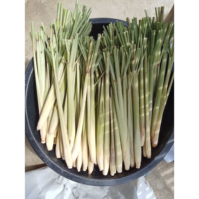 Jual sereh segar / serai segar 1kg super premium | Shopee Indonesia
