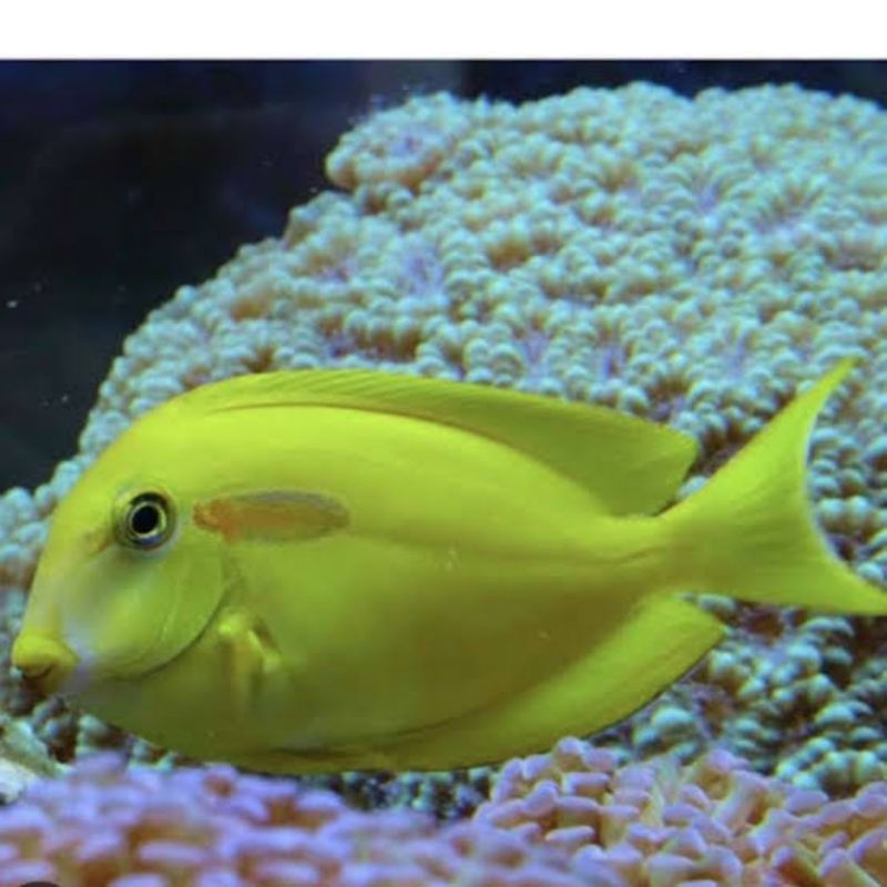 Jual ikan hias laut botana kapsul kuning stok lagi ksong | Shopee Indonesia