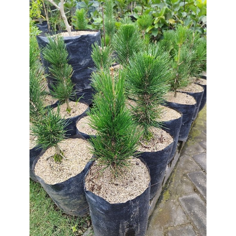 Jual Pohon Japanese Black Pine - Pinus Hitam Jepang - Tanaman Hias ...