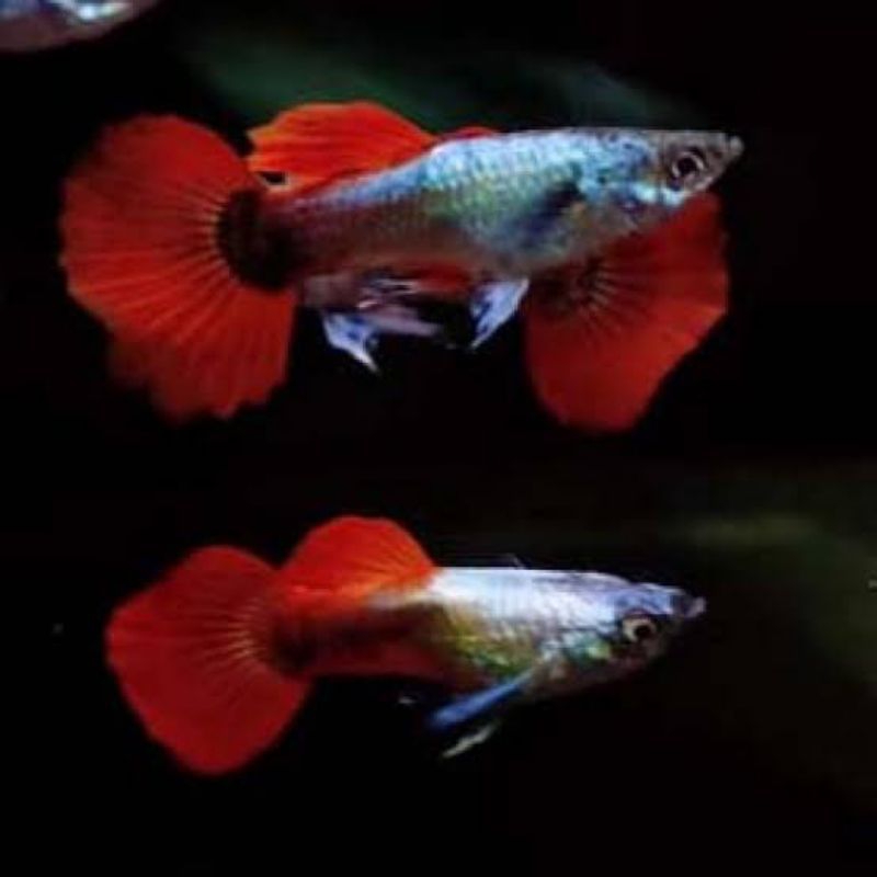 Jual IKAN HIAS AQUASCAPE GUPPY PRTDE | Shopee Indonesia